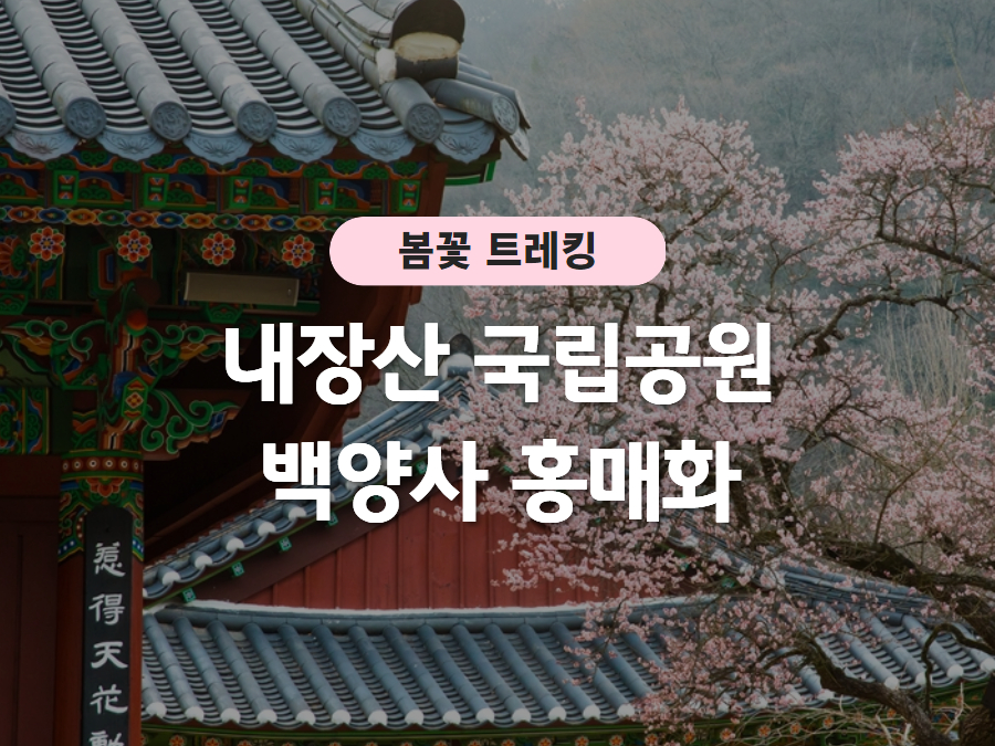 당일리무진 45토 내장산 국립공원 백양사 홍매화 트레킹 And 장성호 출렁다리 전남장성 홍매화따라 절로걷다