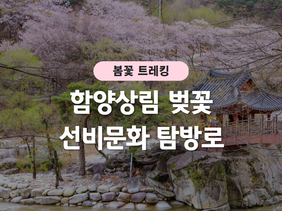 당일리무진 함양상림 And 선비문화 탐방로농월정~거연정 벚꽃 트레킹 경남함양