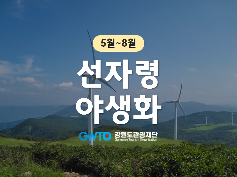 당일 선자령 야생화 산행🌺 강원 야생화 탐방 강원평창
