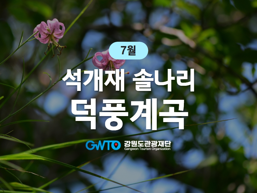 당일 석개재 And 덕풍계곡 트레킹 🌺 강원 야생화 탐방 강원삼척