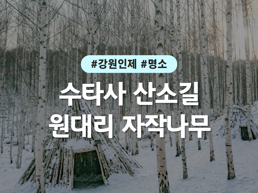 당일 원대리 자작나무 And 홍천 수타사 산소길 눈꽃 트레킹 강원인제