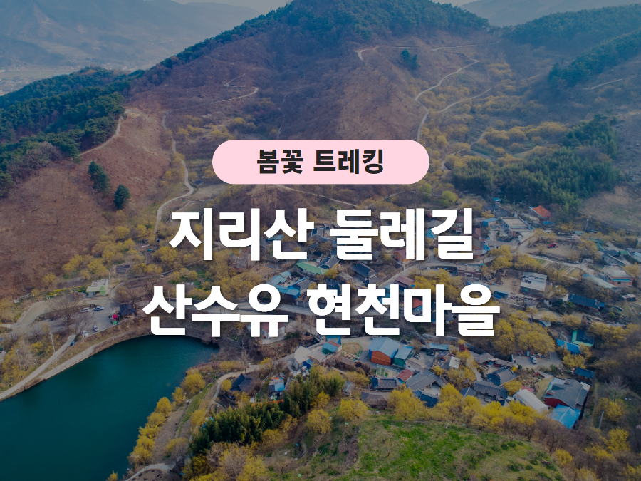 당일리무진 구례 산수유 And 현천마을 지리산 둘레길 산동~주천 일부구간 트레킹 전남구례 노란 산수유 Vs