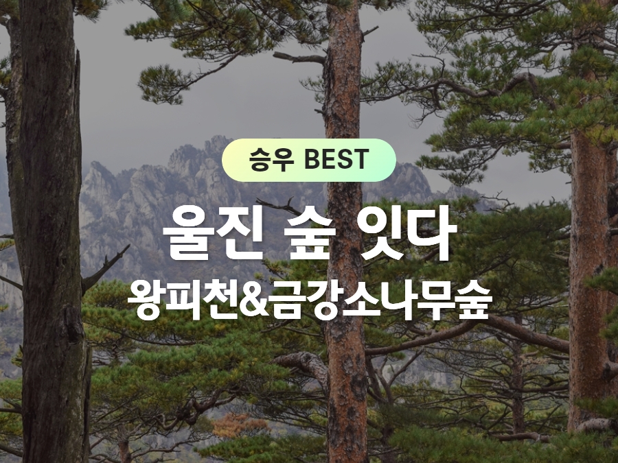 부산출발 울진1박2일리무진 울진 왕피천 And 금강소나무숲길 And 온천 목욕