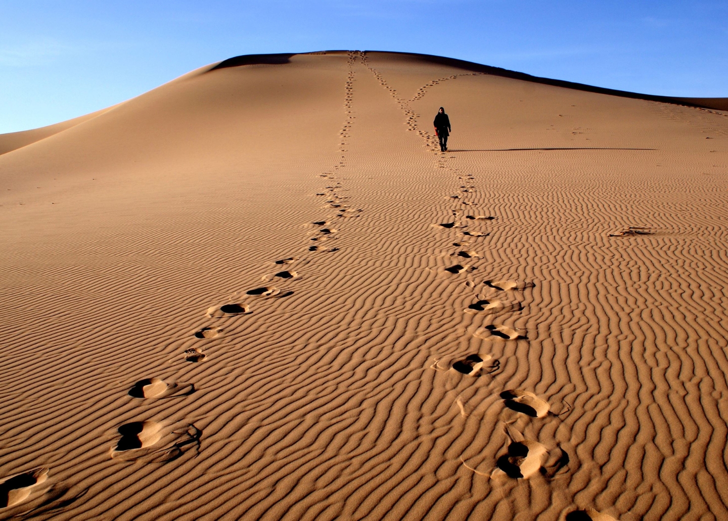 [세계 3대 사막]몽골 고비사막 일주 7일 #고비사막 #바양작 #욜링암 #홍고린엘스 #바가가즈링촐로