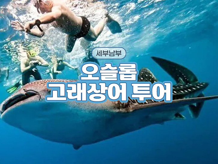 세상에서 가장 큰 물고기 오슬롭 고래상어 투어